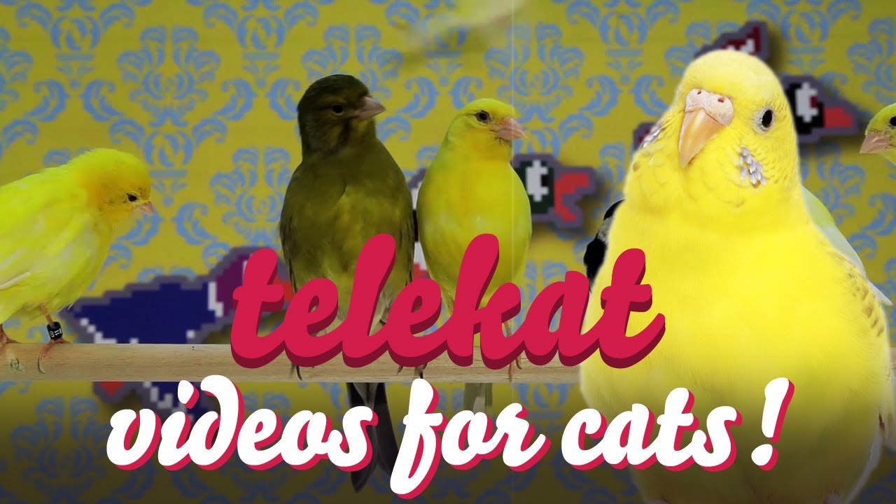 Telekat: videos for cats to watch! Canaries! Budgies! Finches! Cats ...