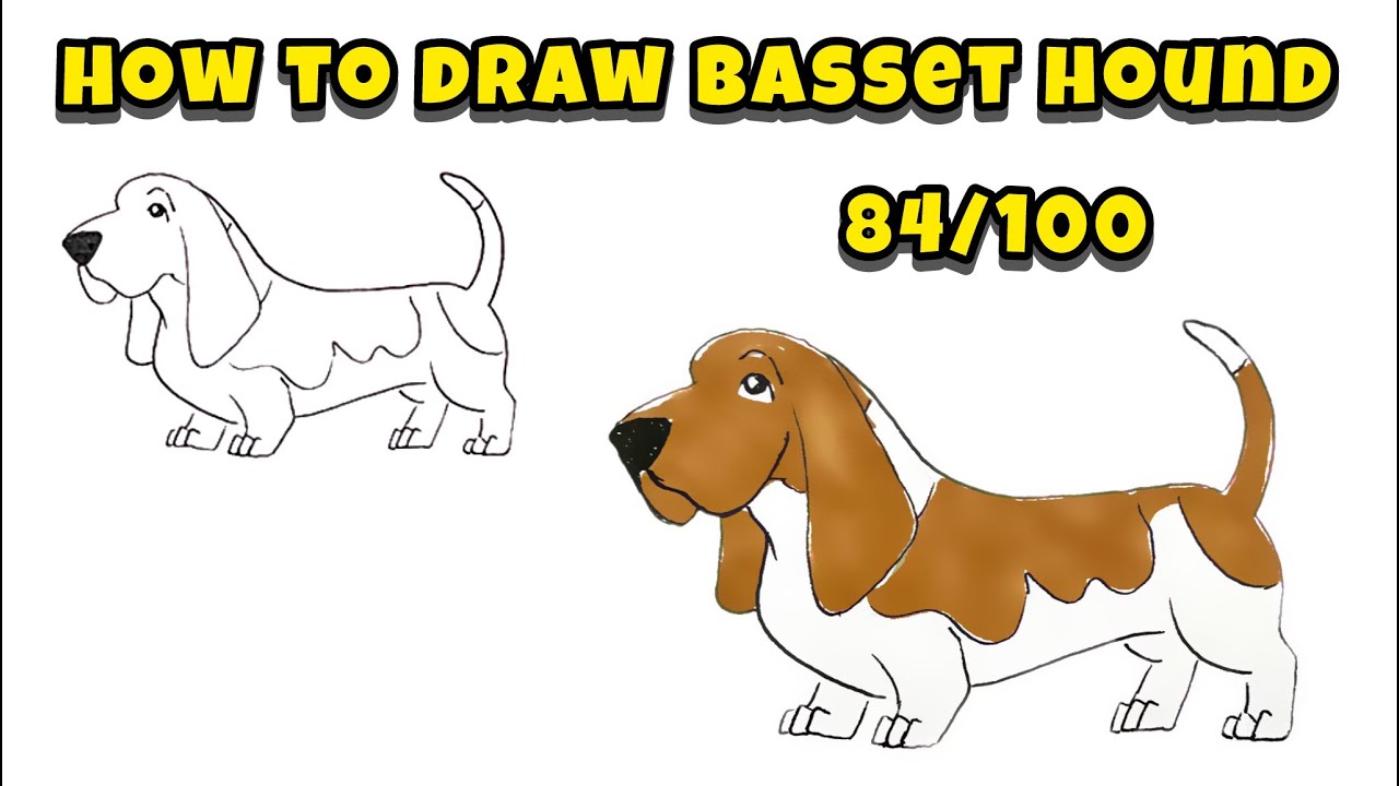 Guided Tutorial on How to Draw Basset Hound – 84/100 Dogs Breed Drawing ...
