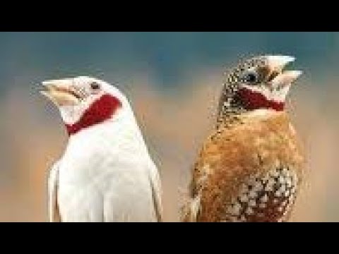 Kesik Boyun İspinoz Kuşu Bakım ve Genel Özellikleri