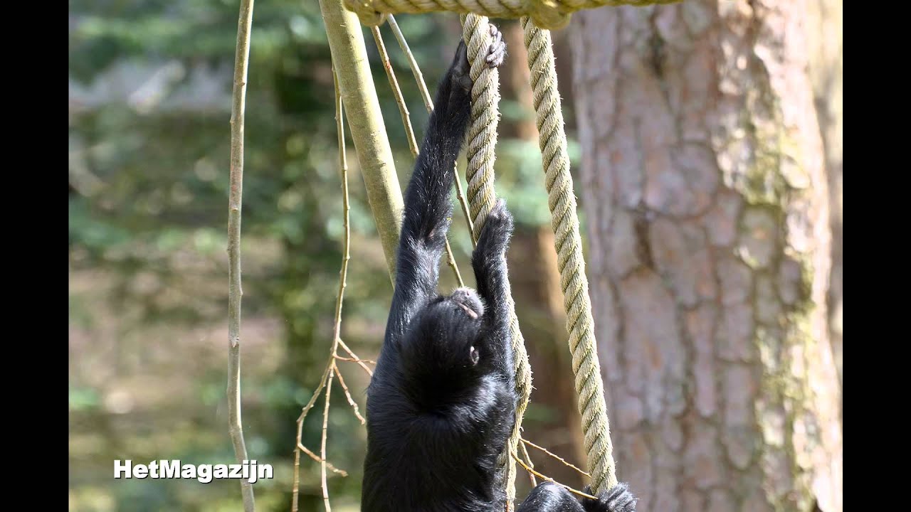 De slingerapen van Apenheul - YouTube