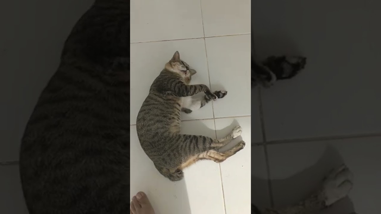 Kucing Jawara Lagi Tidur Jangan Di Gangguin Ya😸😸#shorts #kucing #kucinglucu #feedshorts - YouTube