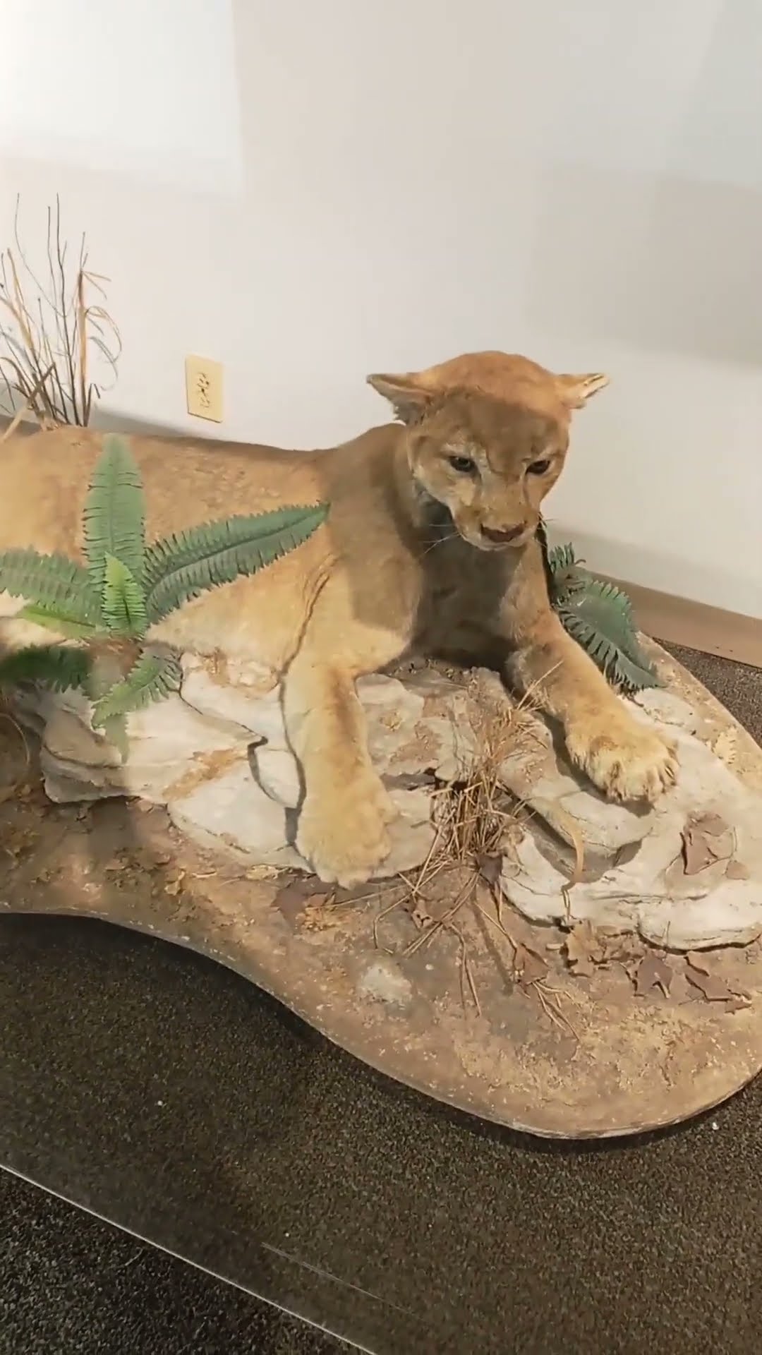 Exploring the Wonders of the Field Museum in Chicago - YouTube