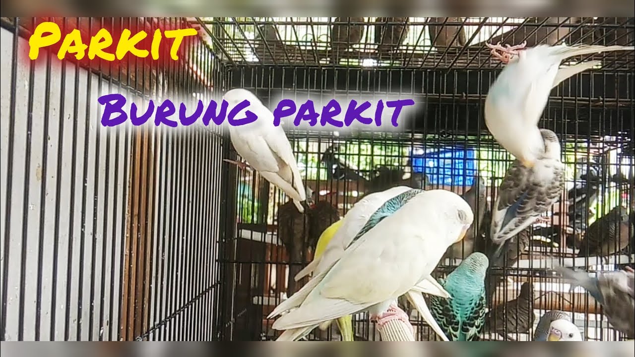 parkit burung parkit - YouTube