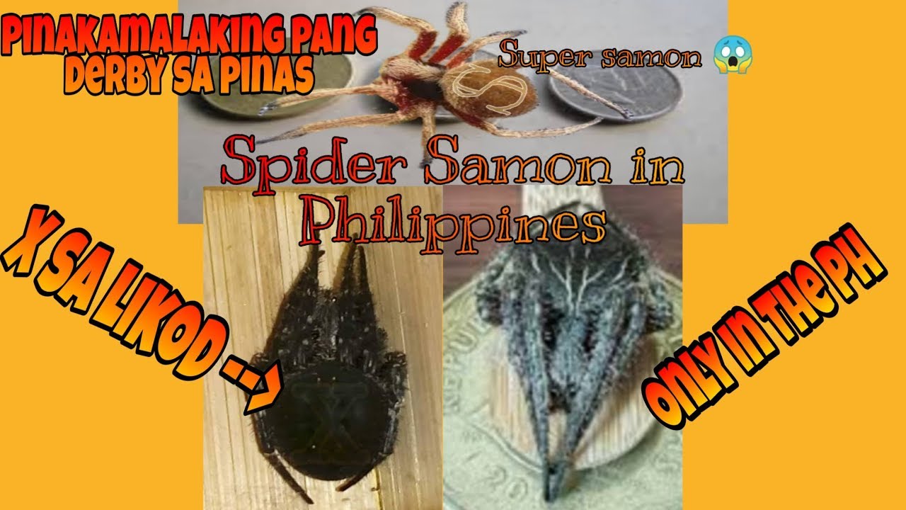 ANO NGA BA ANG SAMON? SUPER SAMON TRIVIA | SamonNgIsabela - YouTube