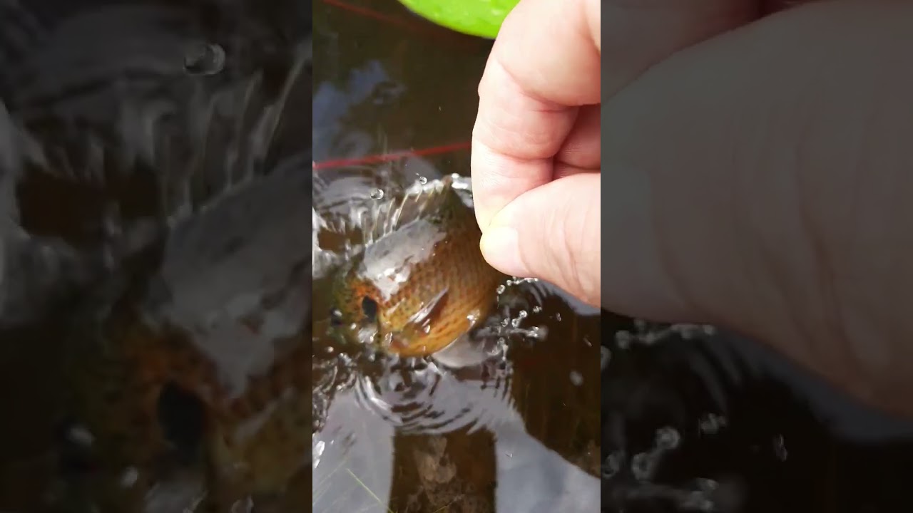 Watch me get a really nice picture of the Pond fish jumping up to grab ...