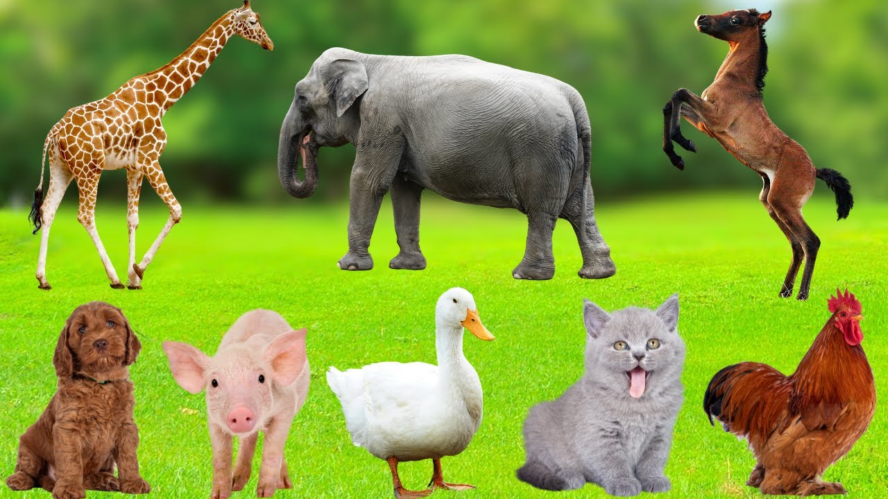 The Beautiful Moments of Farm Animals : Pig, Duck, Cat, Cow, Dog ...