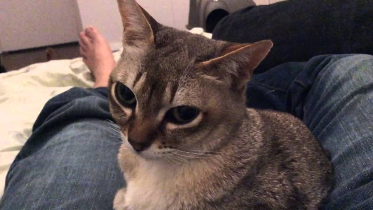 Feline vestibular disorder (60 hours later) PART one. - YouTube