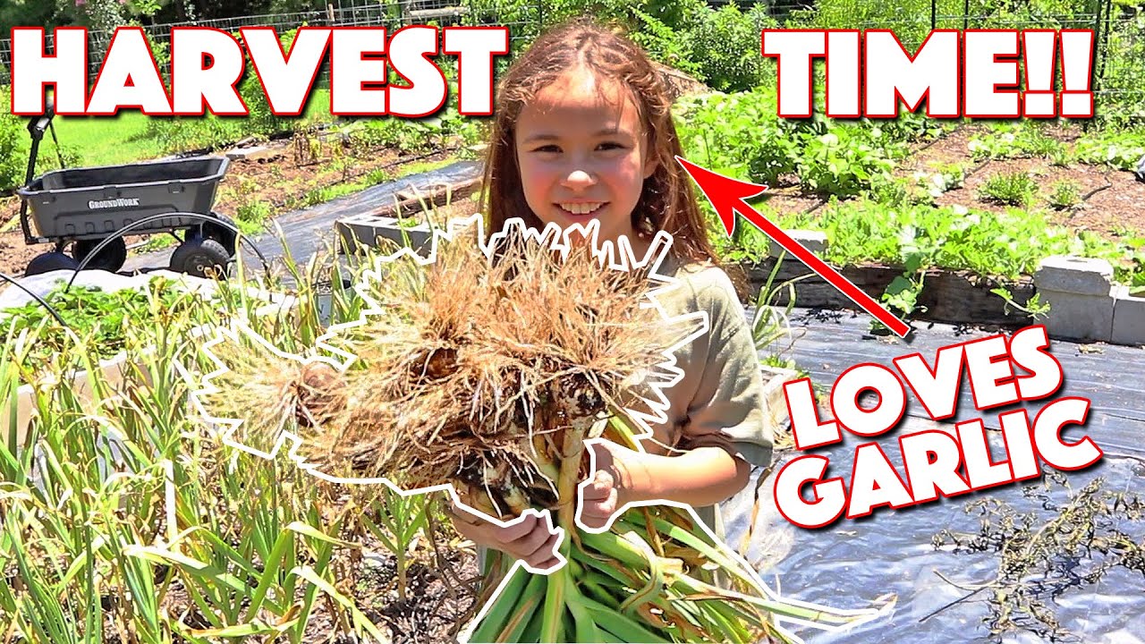 Garden Harvest On The Homestead! WHAT Are We Picking? - YouTube