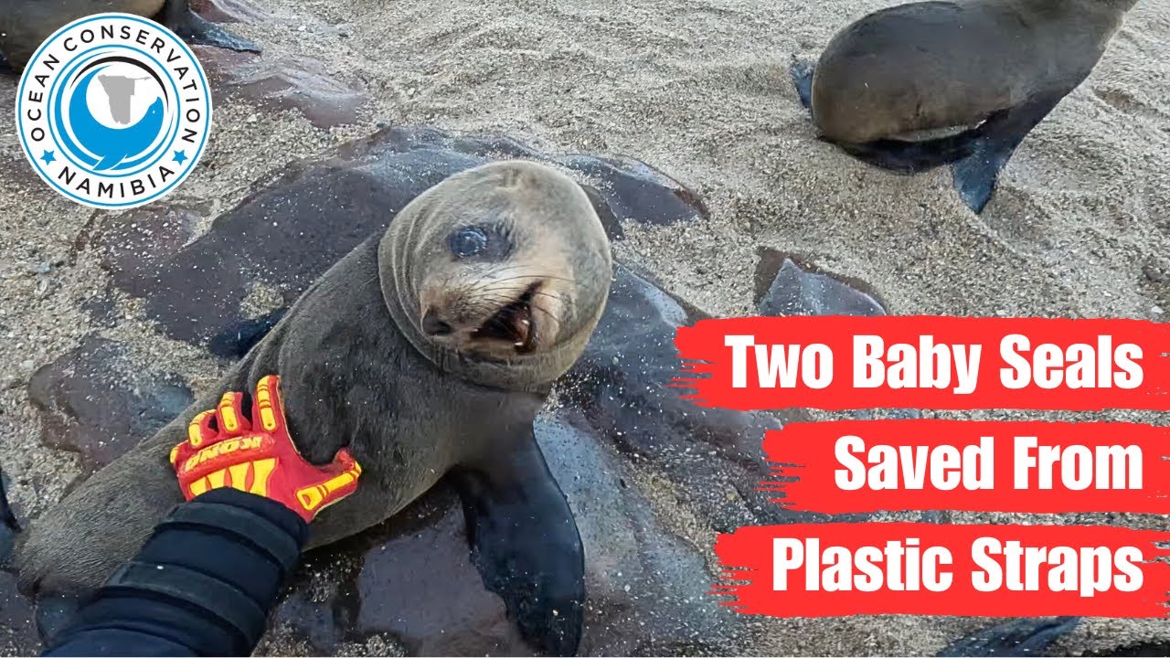 Two Baby Seals Saved From Plastic Straps - YouTube