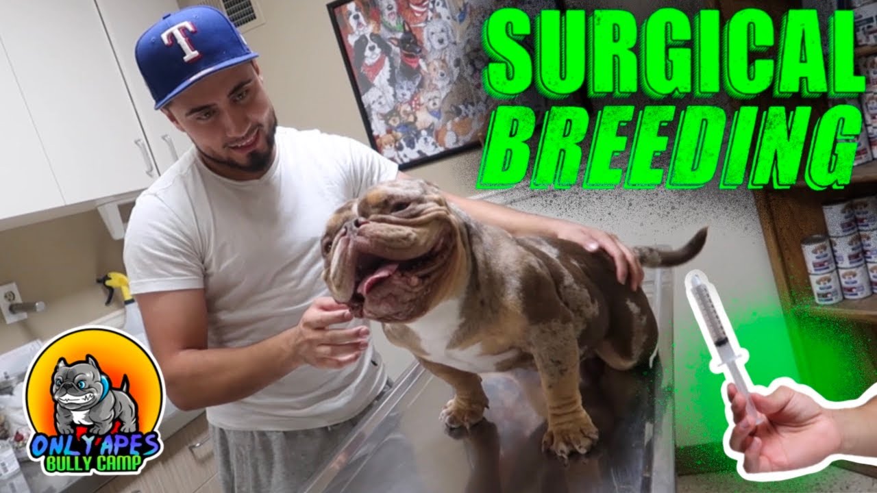 Surgical Merle Micro Bully Breeding! PROBLEMS & GAMORA - YouTube