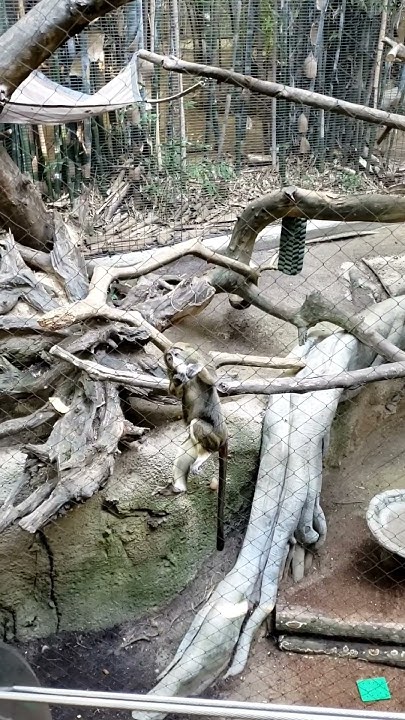 DeBrazza's Monkey zipping around the San Diego Zoo - YouTube