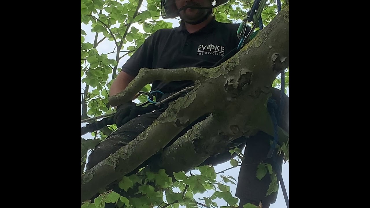 Target pruning - YouTube