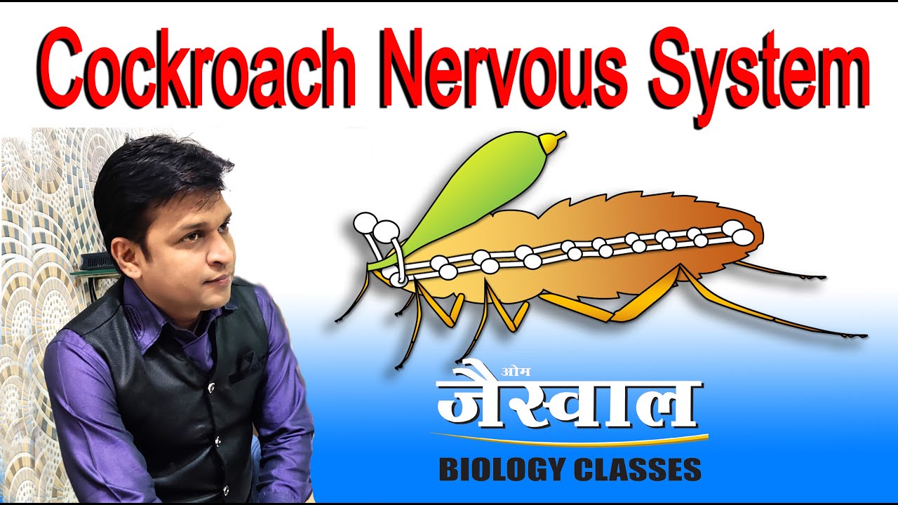 Cockroach Nervous system - YouTube