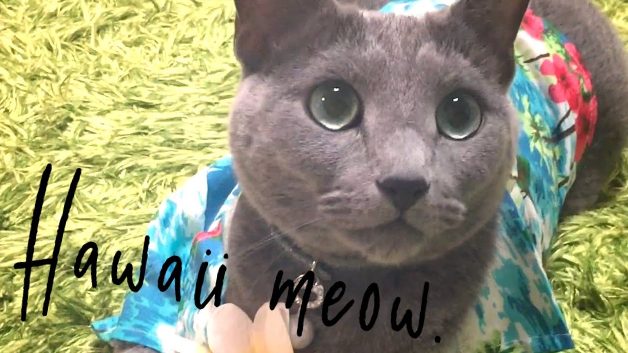 Hawaii meow🌴 - YouTube