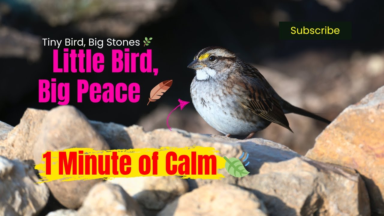 Little Bird Singing on Big Stones 🐦 | Peaceful Nature Sounds & Calm ...