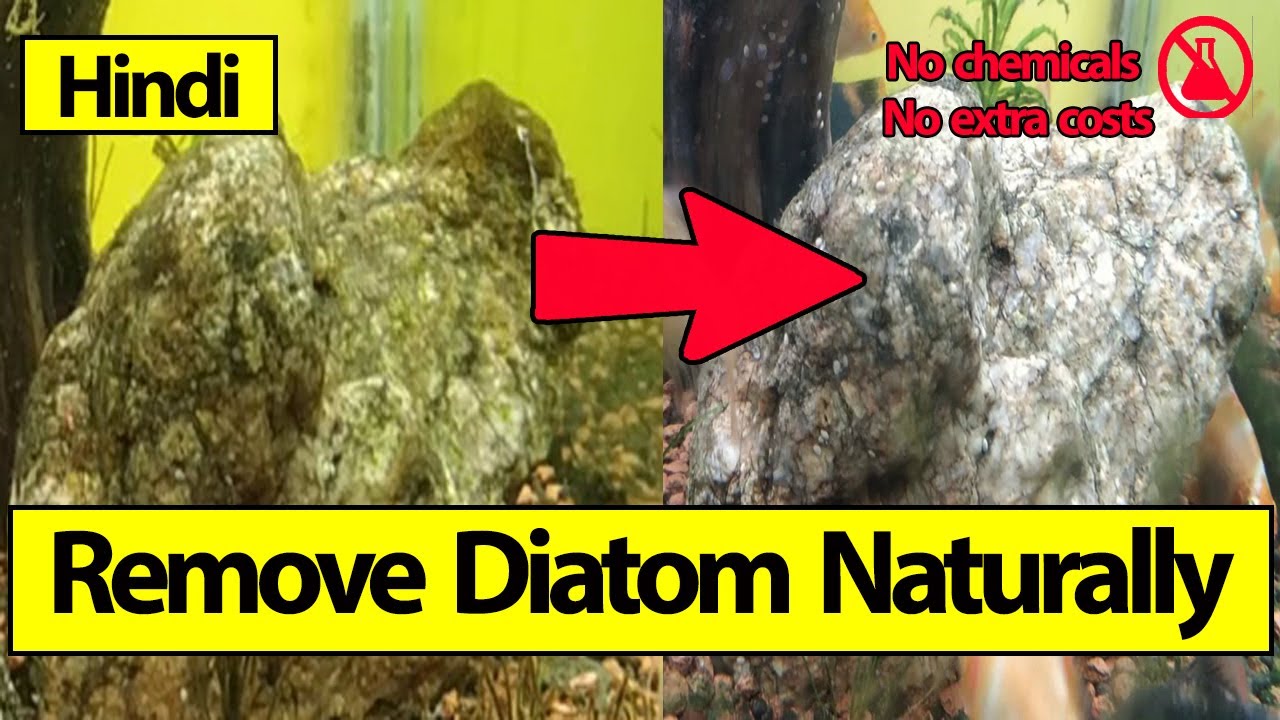 How to: Remove Diatom Naturally (Hindi) | Brown algae removal | Avreus ...