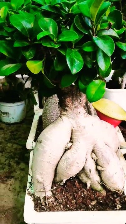 Ficus Microcarpa(Chinese banyan) | Bonsai plant |Houseplant #shorts #bonsai #bonsaitree #fyp ...