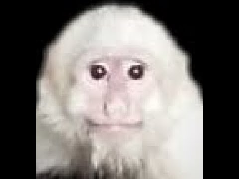 Monkey Protects Cat from Chimp with Lillian Louise LL (#131) - YouTube