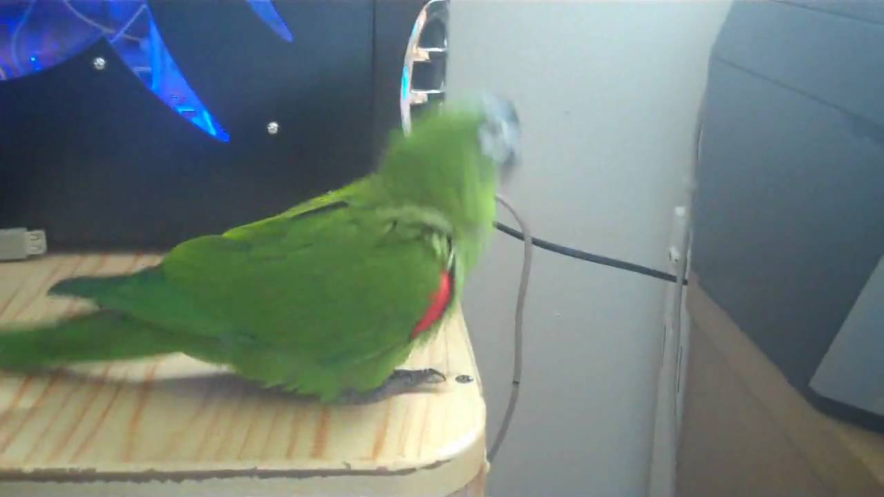 My Parrot Raving to mrSimon - YouTube