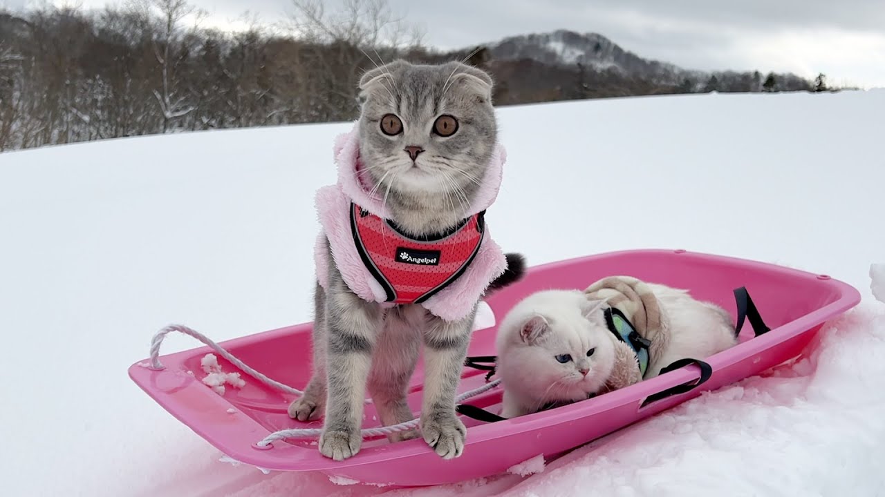 Sleds and cats ... - YouTube