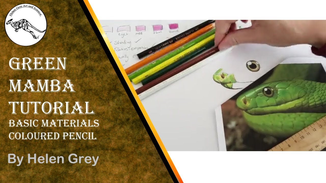How to draw a green mamba | Beginner's Tutorial | Coloured pencil - YouTube