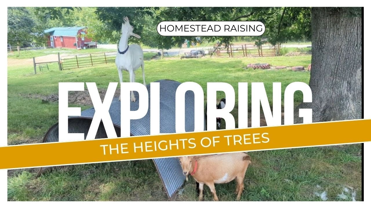 Goats Climbing Hog Hutch for Tree Leaves – Playful Antics! 🐐🌳 - YouTube