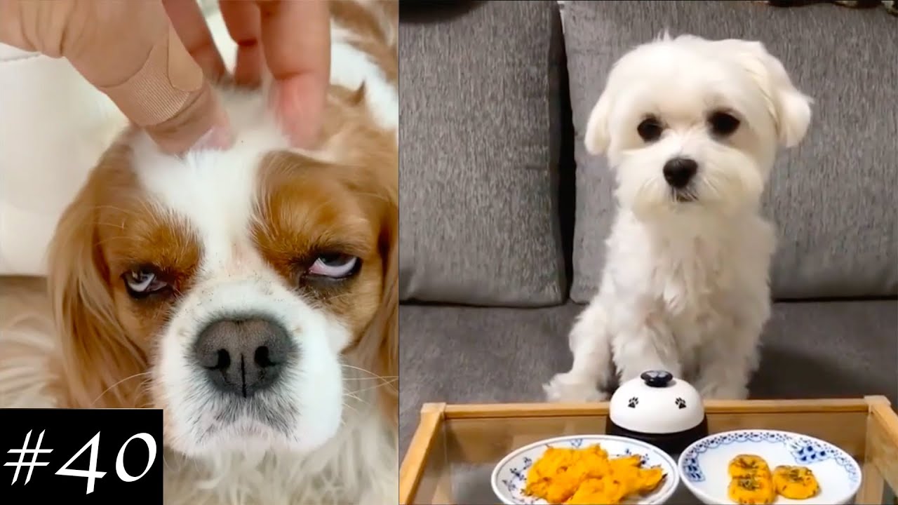 funniest dogs ever compilation - YouTube