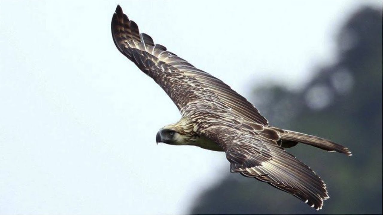 The Philippine Eagle flying - YouTube
