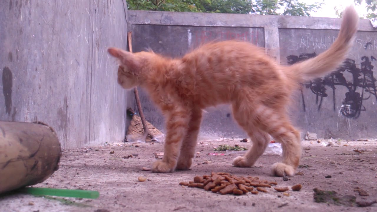 Feral kitten in the garbage dump (25). - YouTube
