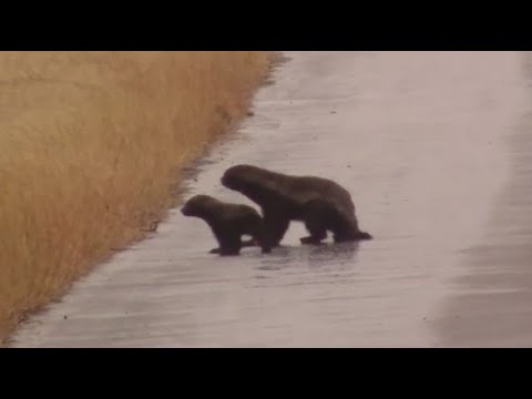 Cute Baby Honey Badger Running On The Road | Kruger National Park - YouTube