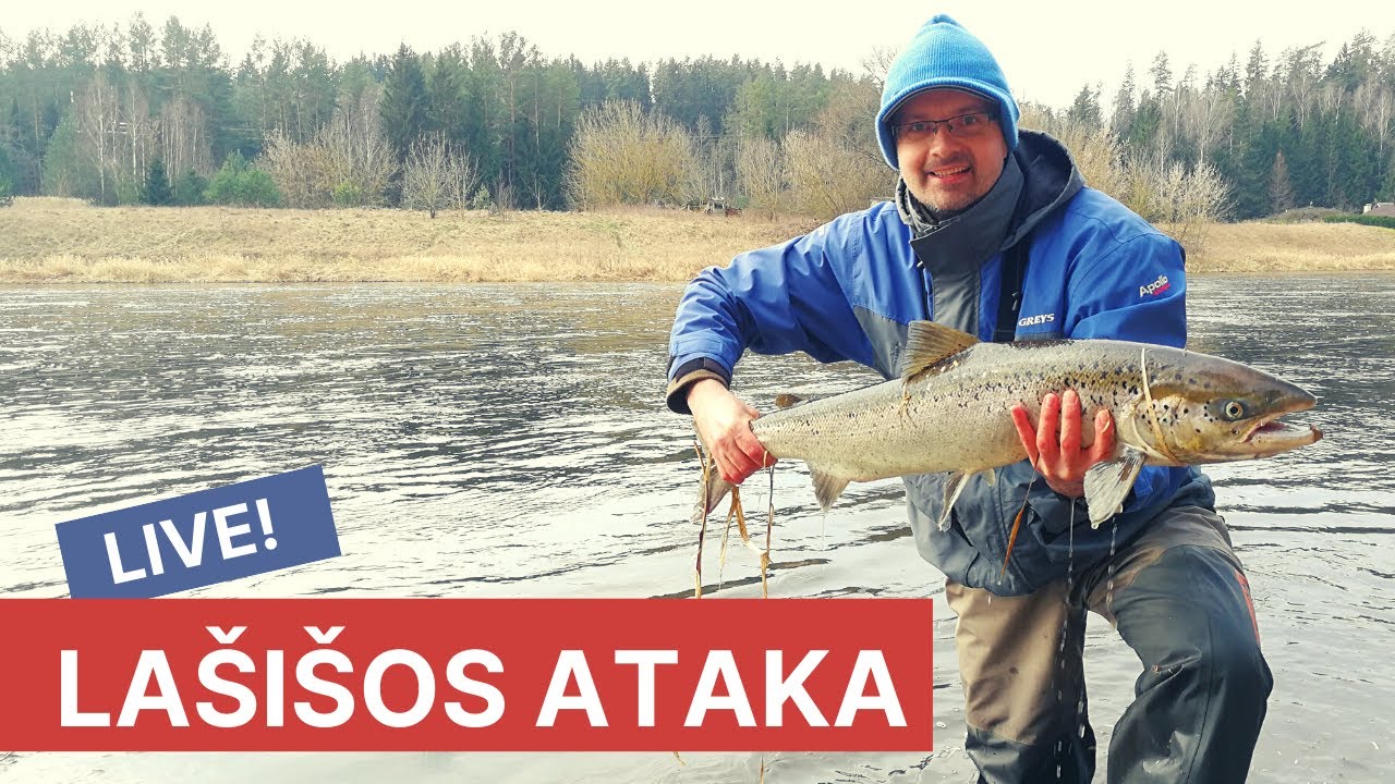 Lašišos kibimas "tiesioginiam eteryje". Lašišų žvejyba / Salmon attack ...