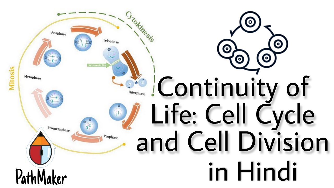 Continuity of life: Cell cycle and cell division in Hindi - YouTube