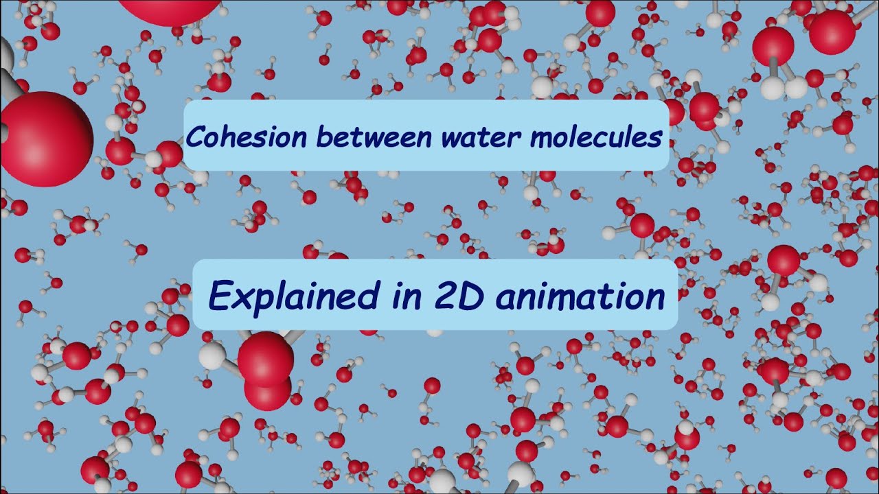 Cohesion Between water molecules explained in 2D animation. - YouTube