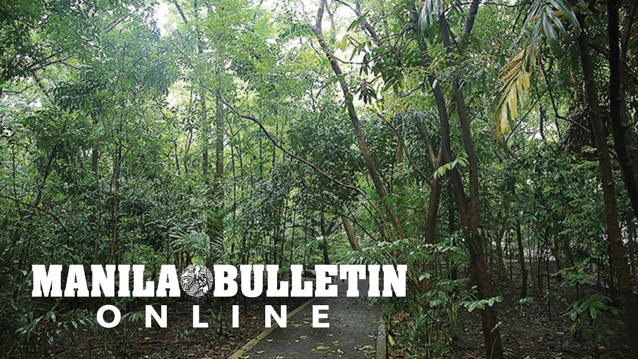 Manila declares Arroceros Forest Park as permanent forest park - YouTube