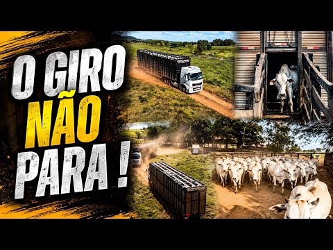 Caminhão descarregando: Nova remessa de garrote na fazenda!