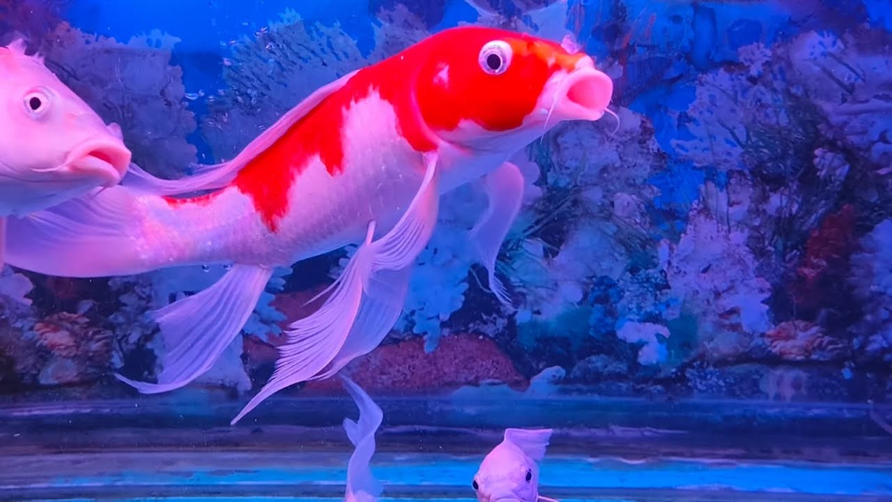 SHOOTHING WATER SOUNDS, WITH BEAUTIFUL FISH, THERAPY FISH, COLOUR FISH ...