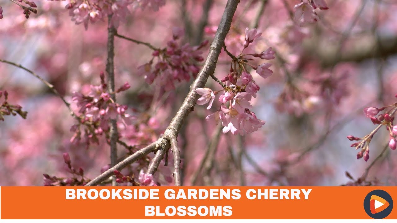Visiting Brookside Gardens Cherry Blossoms - YouTube