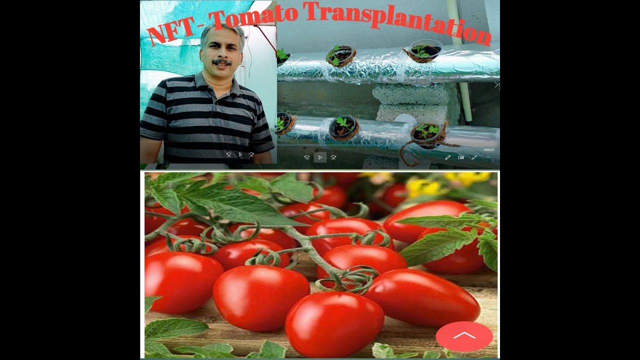 Tomatoes in NFT Hydroponics|Tamil|Joyful Farming - YouTube