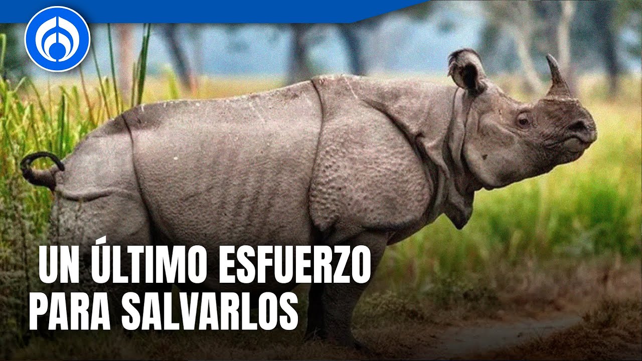 Rinoceronte de Java: Una especie más luchando contra la extinción - YouTube