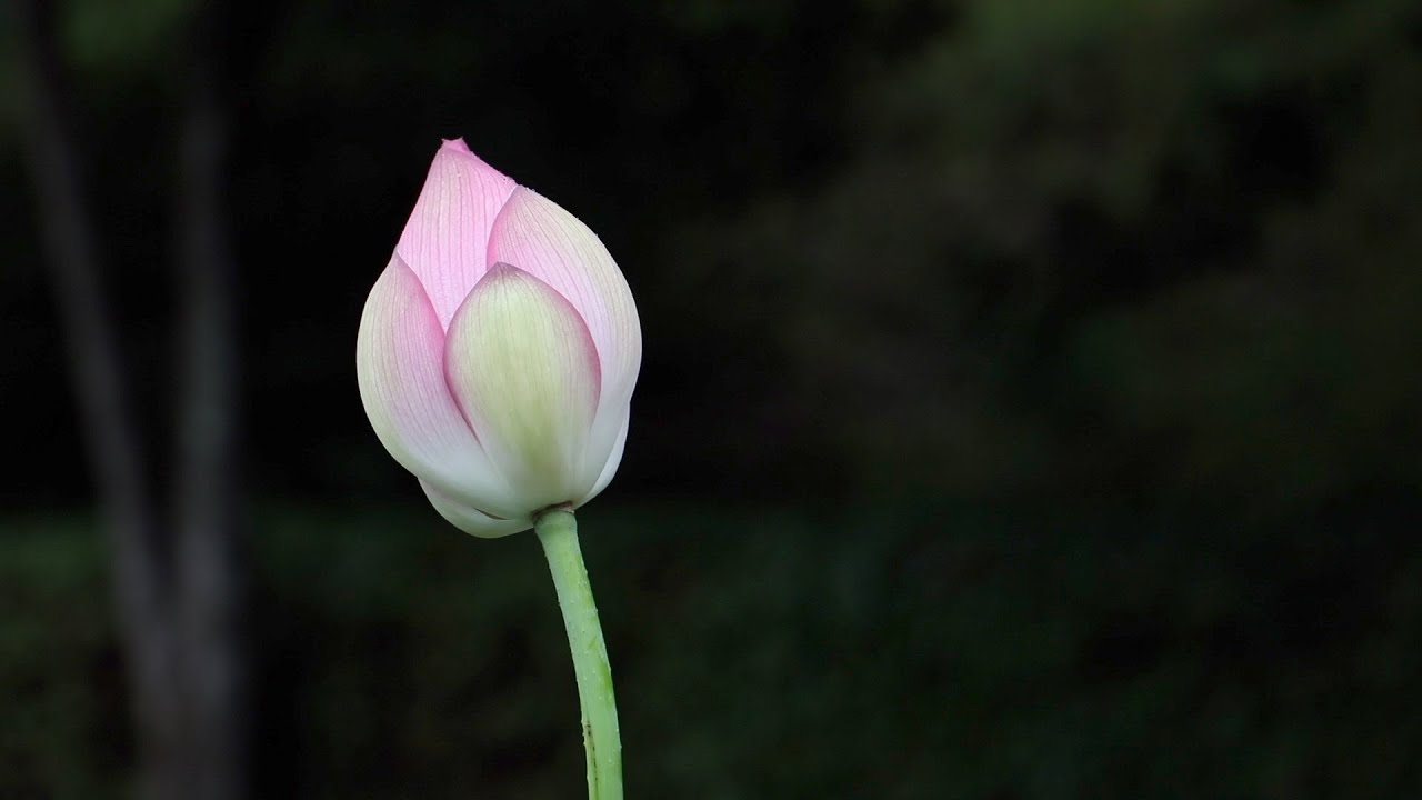 Sacred Fragrance of Lotus in Japan for Creation of Fermented Lotus ...