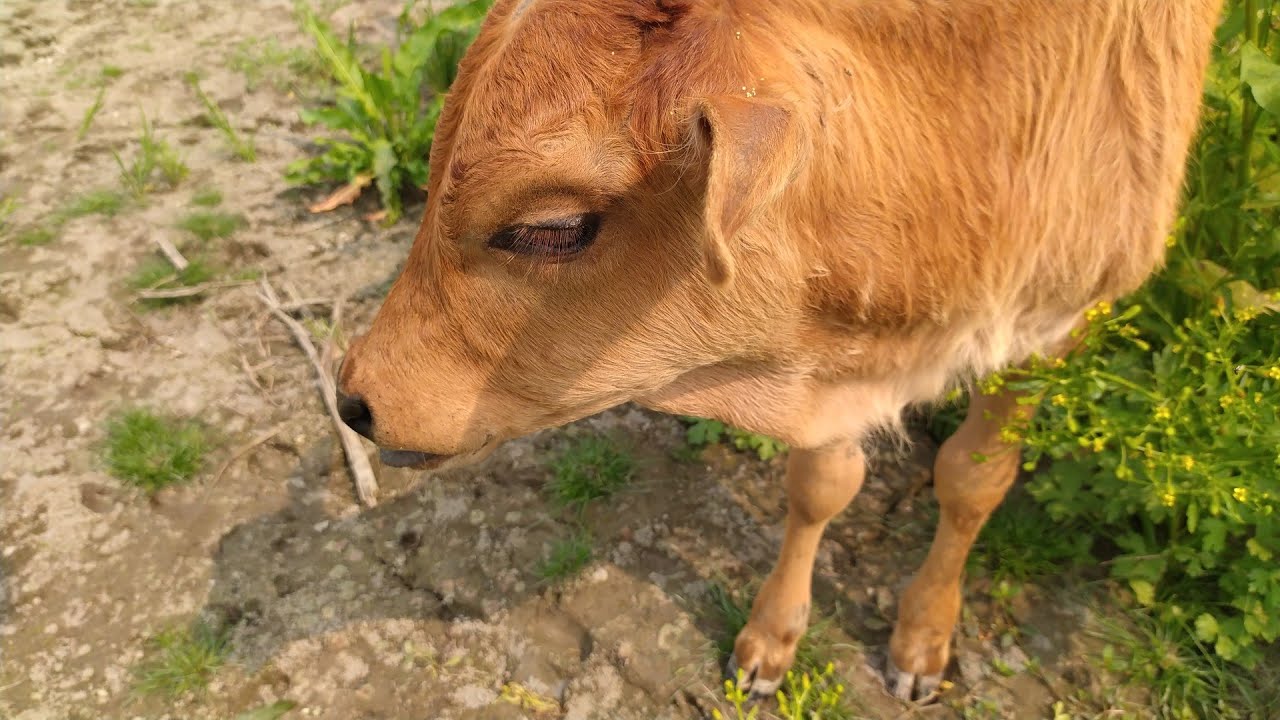 Babies will be happy to watch this video of a beautiful cow calf - YouTube