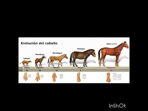 evolución del caballo - YouTube