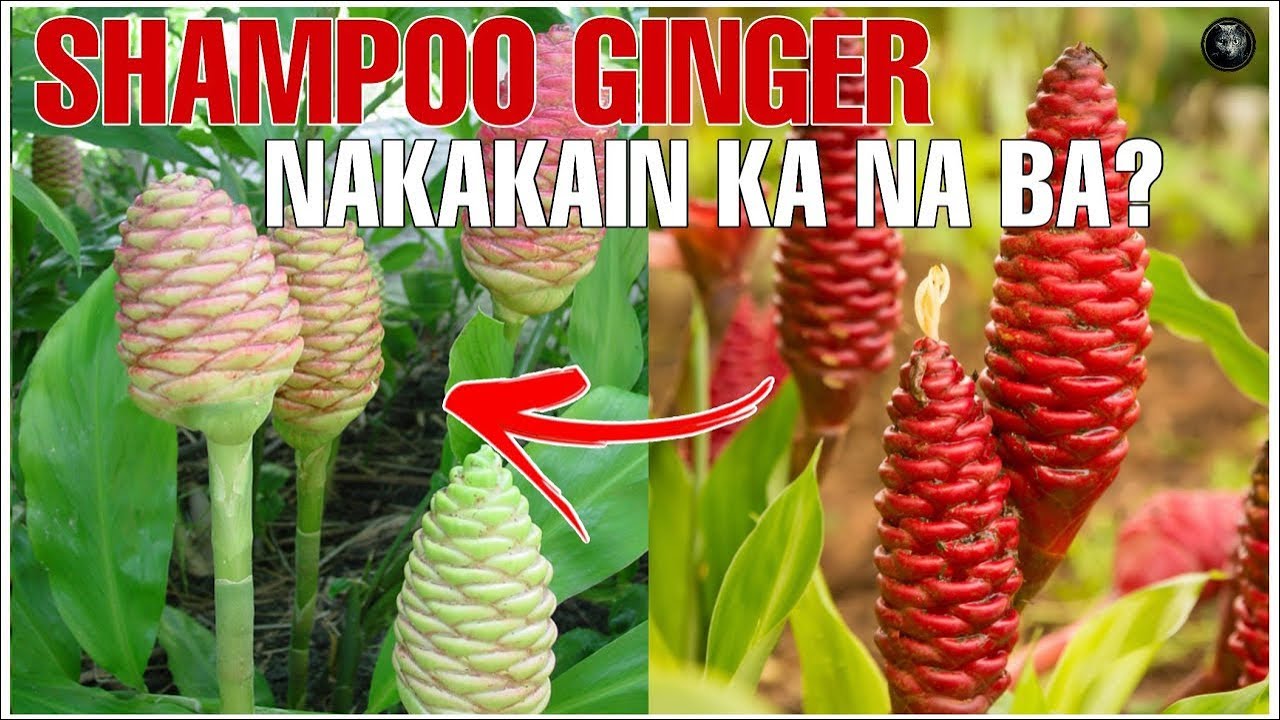 Bhes Tv; BAKA MERON KAYO NG HALAMANG SHAMPOO GINGER - YouTube