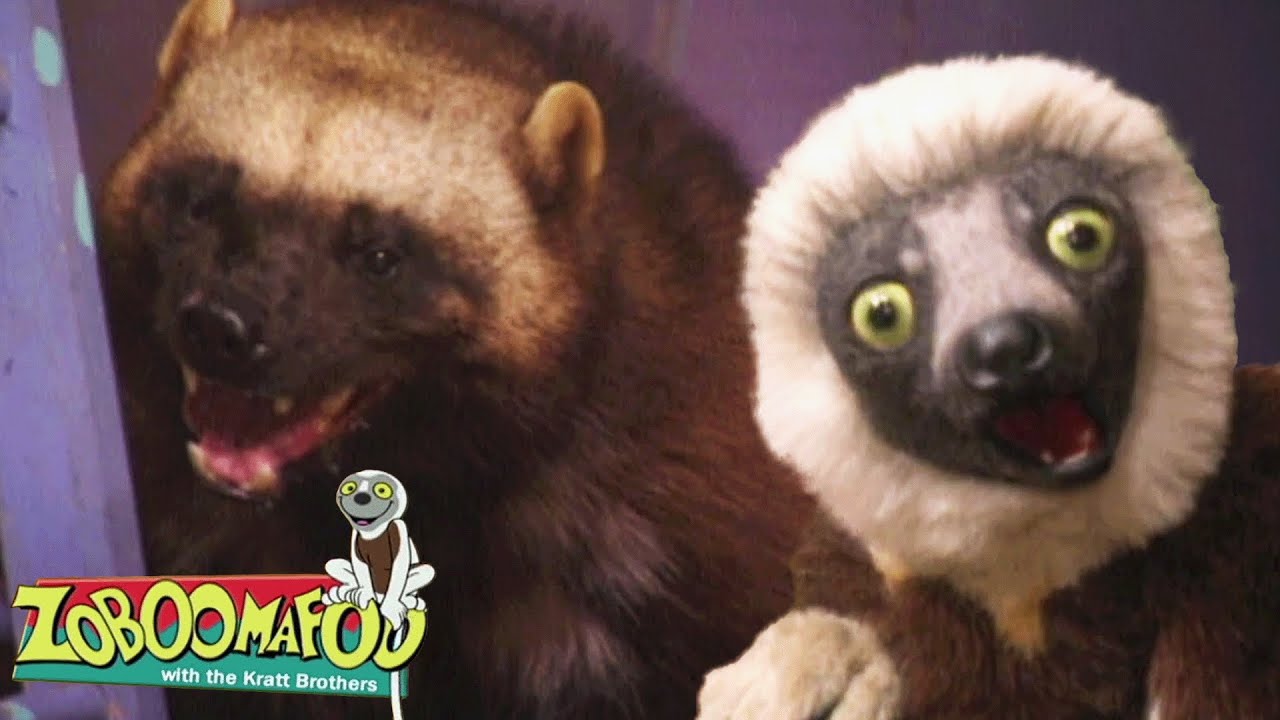 Don’t Fence Me In | Zoboomafoo - WildBrain | Movies for Kids - YouTube