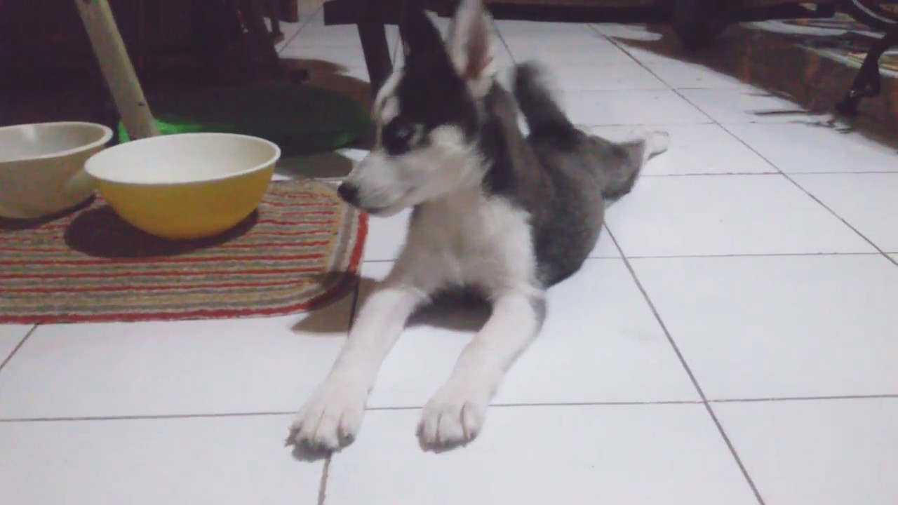 Siberian husky 3 bulan lucu . - YouTube