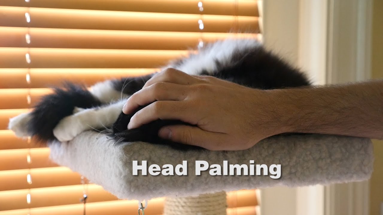 Cat Petting - Styles and Variations - YouTube