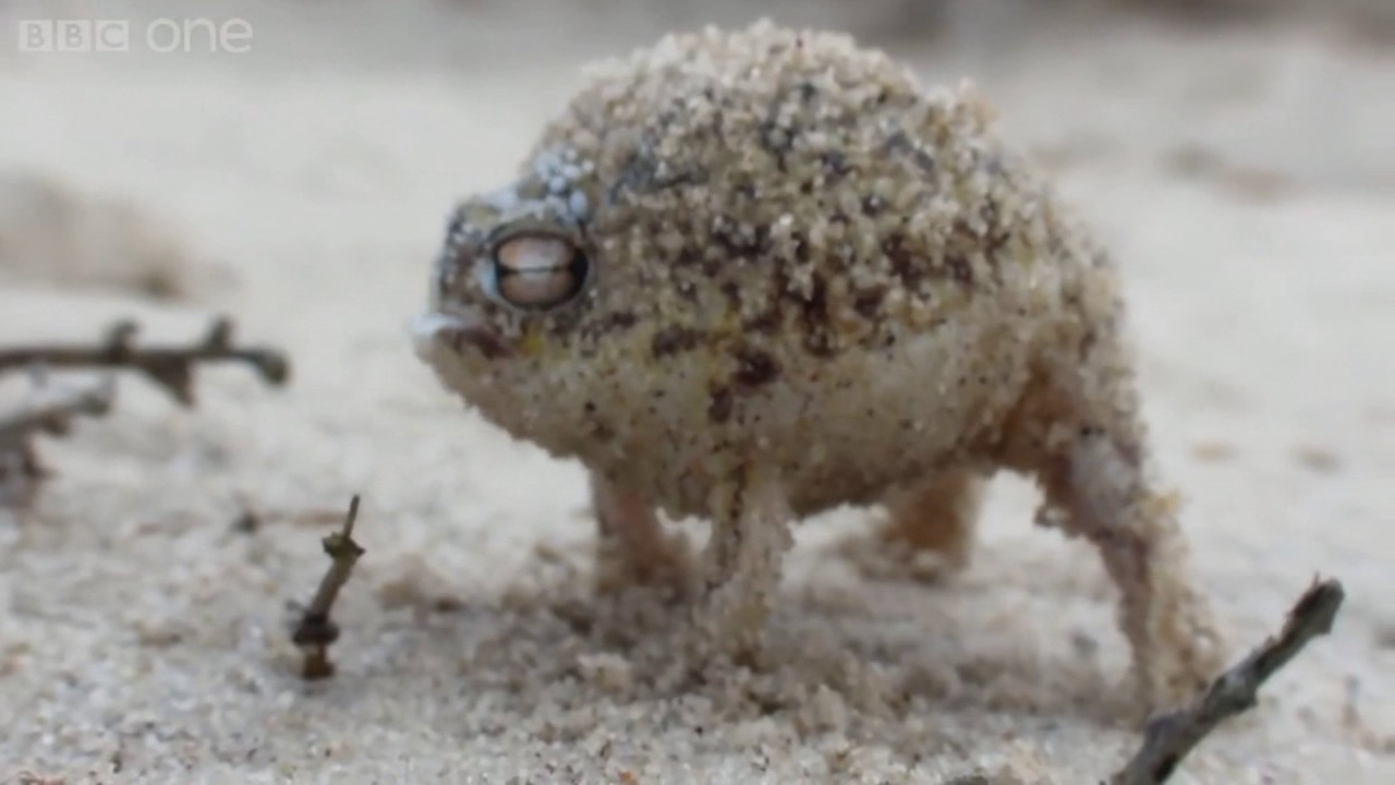 Squeaking frog - Champion - YouTube