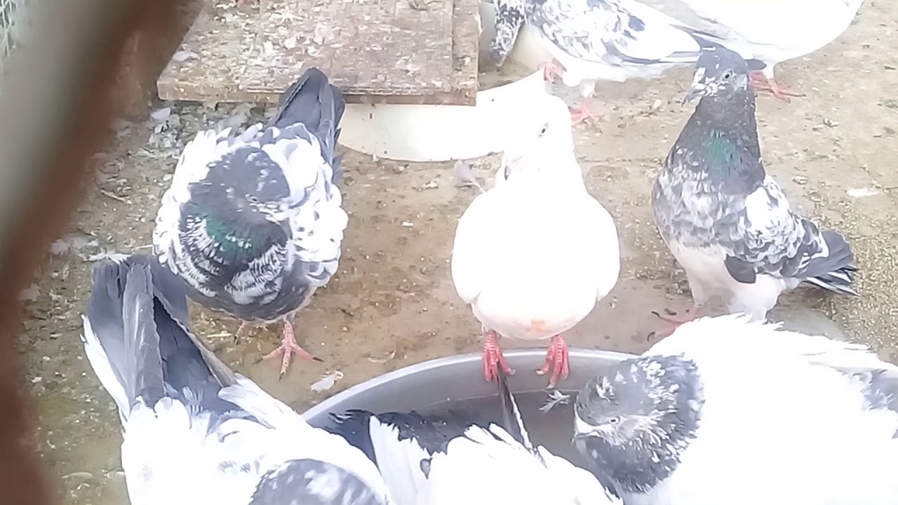 pakistani high flying Teddy pigeons- 2020 - YouTube