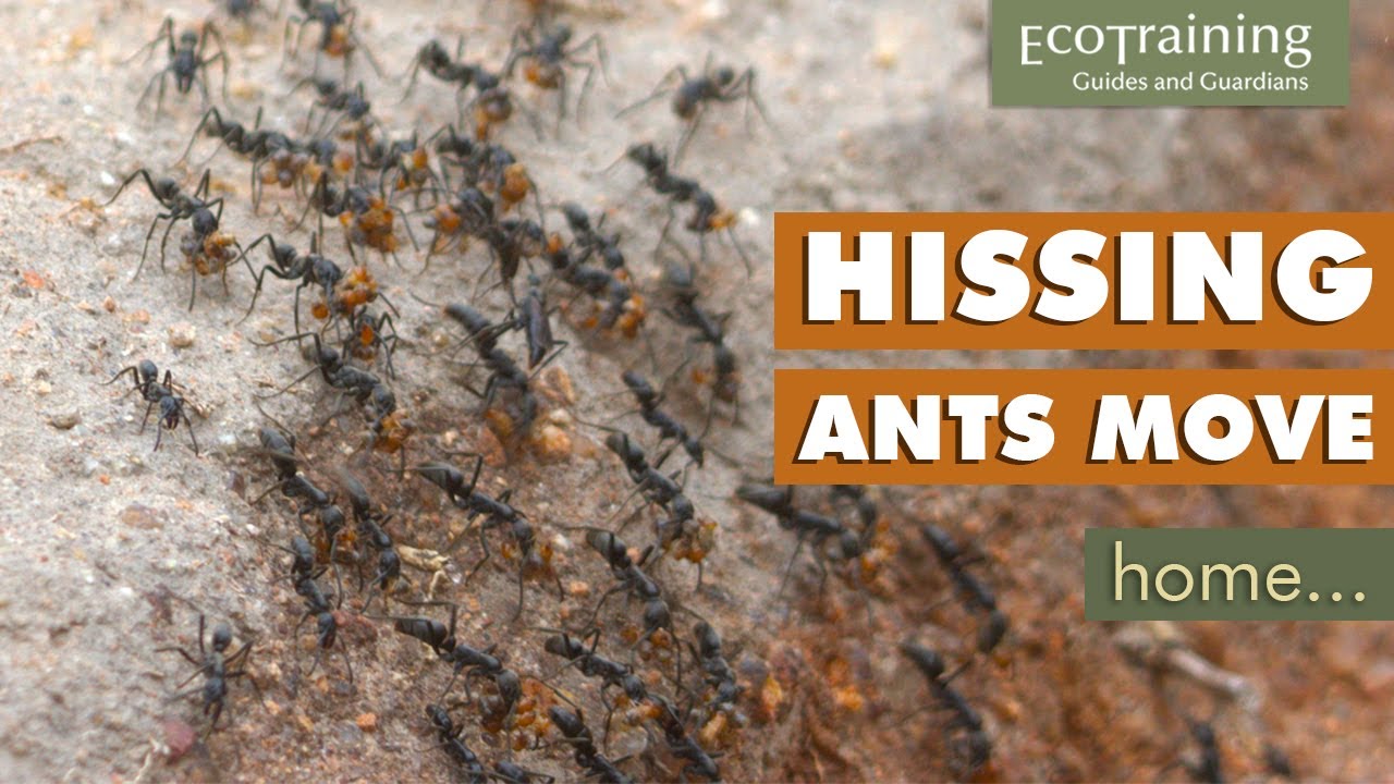 Hissing ants moving home | Learn about wildlife with EcoTraining - YouTube
