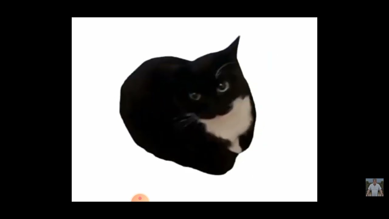 maxwell the cat dance 5 minutes - YouTube